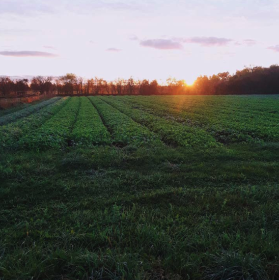 Building Soil and Community at Cedar Down Farm - EFAO