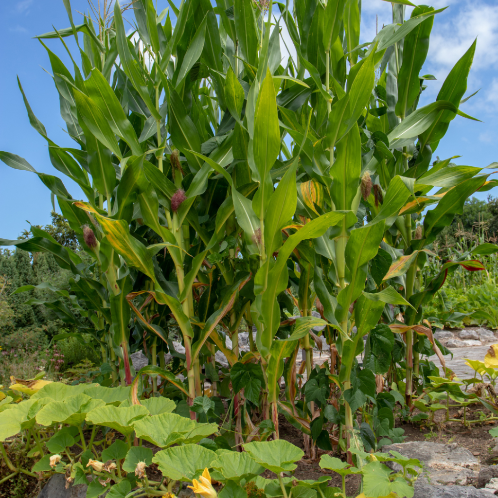 Beyond the 3 Sisters: The Science and Methods Behind Traditional ...
