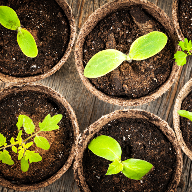 Introduction to Seedling Production and Greenhouse Management - EFAO