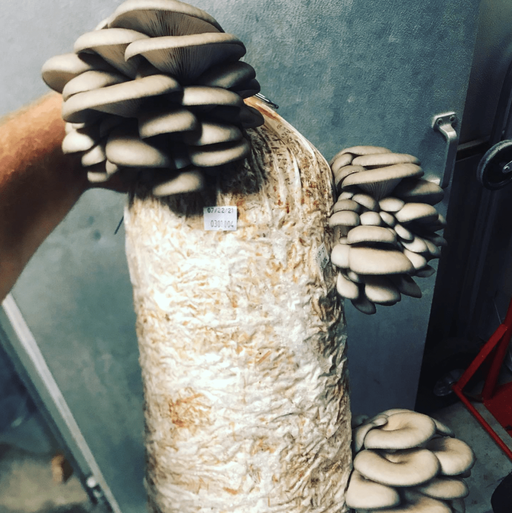 Indoor Mushroom Cultivation - EFAO